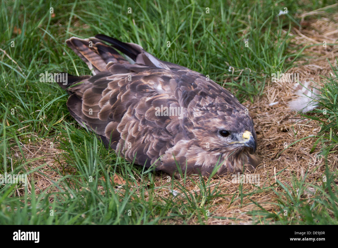 Buzzard laying on the Ground full profile Stock Photo - Alamy