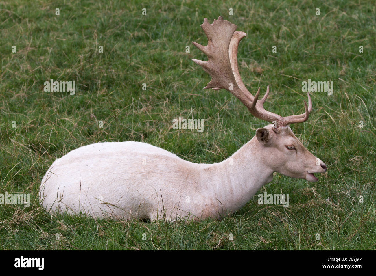 White Buck Fallow Deer laying down in the grass Stock Photo - Alamy
