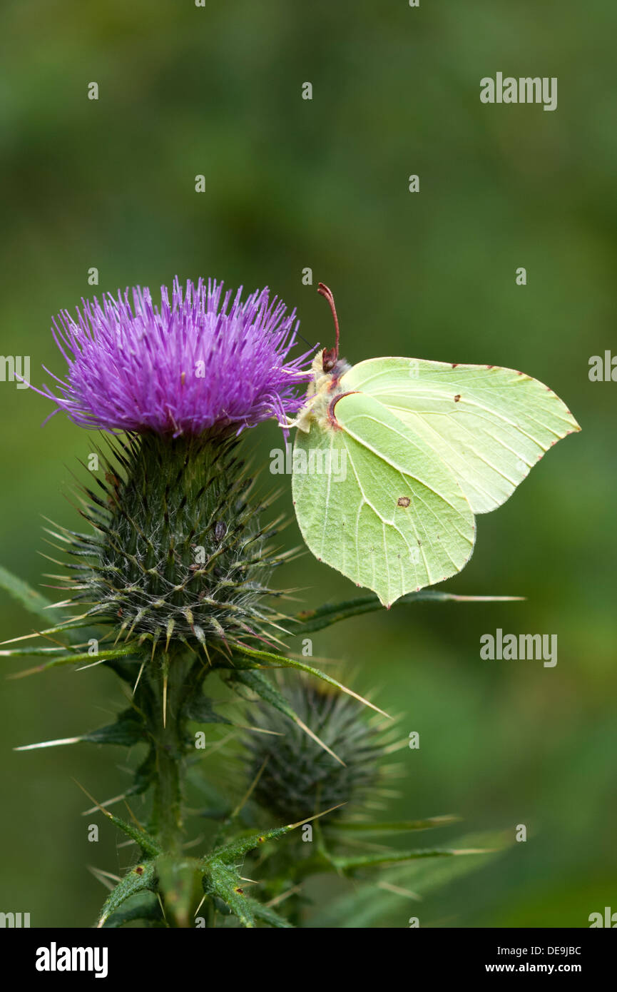 Brimstone Habitat High Resolution Stock Photography and Images - Alamy