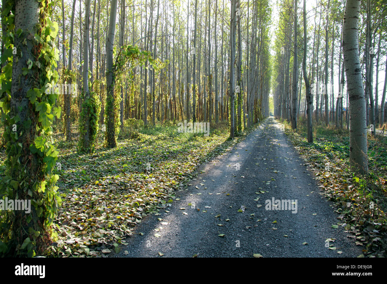 Trees and road Stock Photo - Alamy