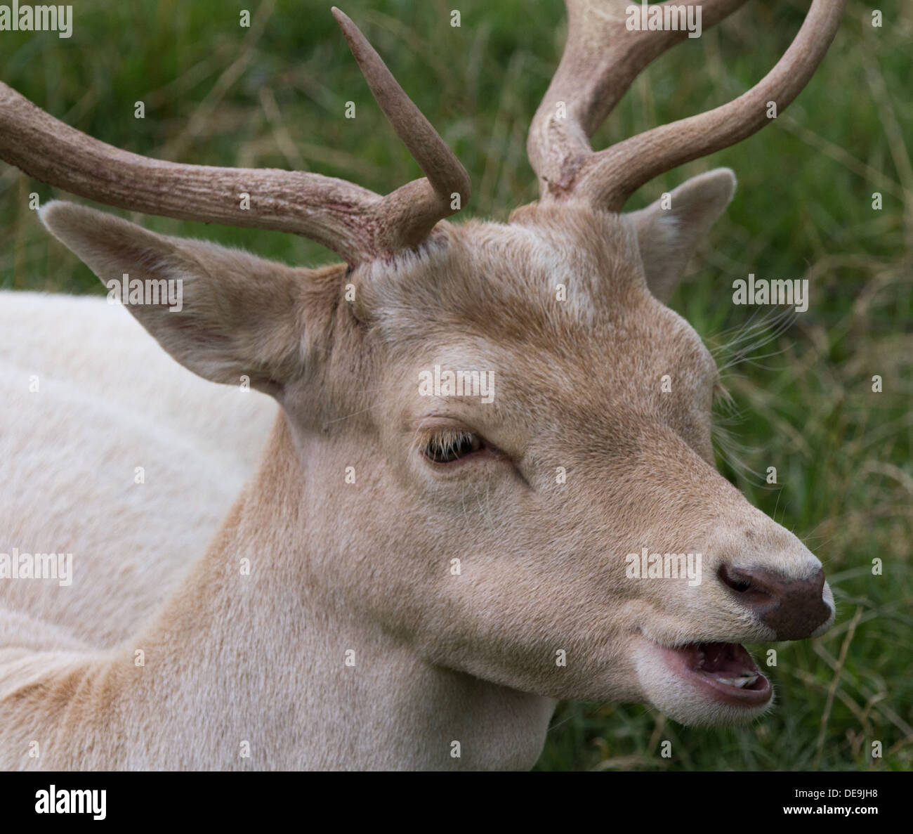 Deer face hi-res stock photography and images - Alamy
