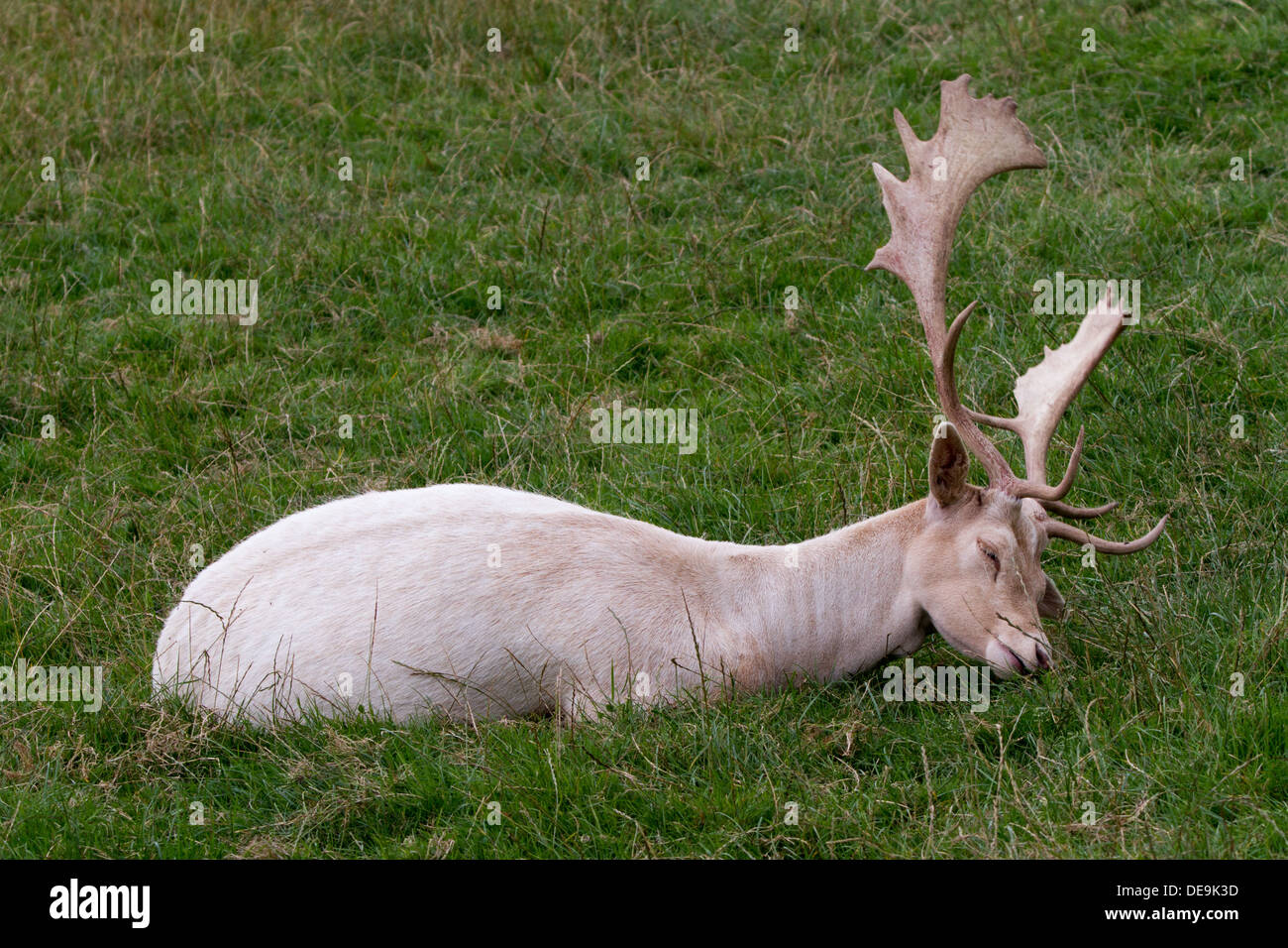 White Buck Fallow Deer laying down in the grass Stock Photo - Alamy