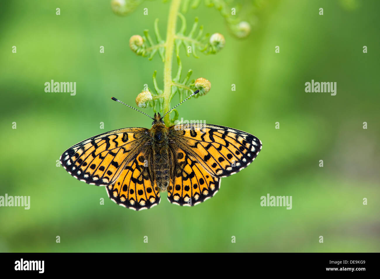 Pearl Bordered Fritillary Butterfly High Resolution Stock Photography ...
