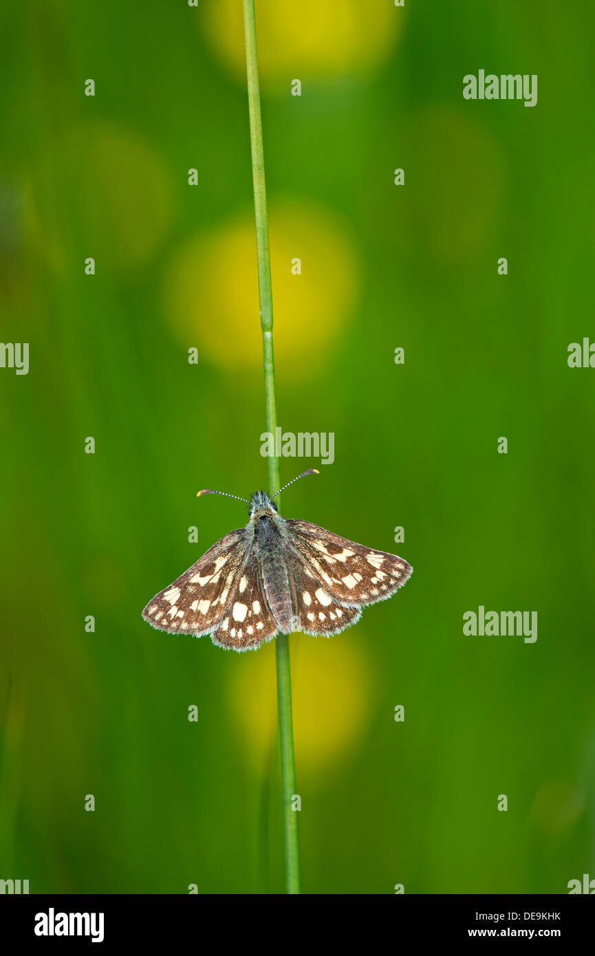 Chequered skipper butterfly (Carterocephalus palaemon) UK Stock Photo ...