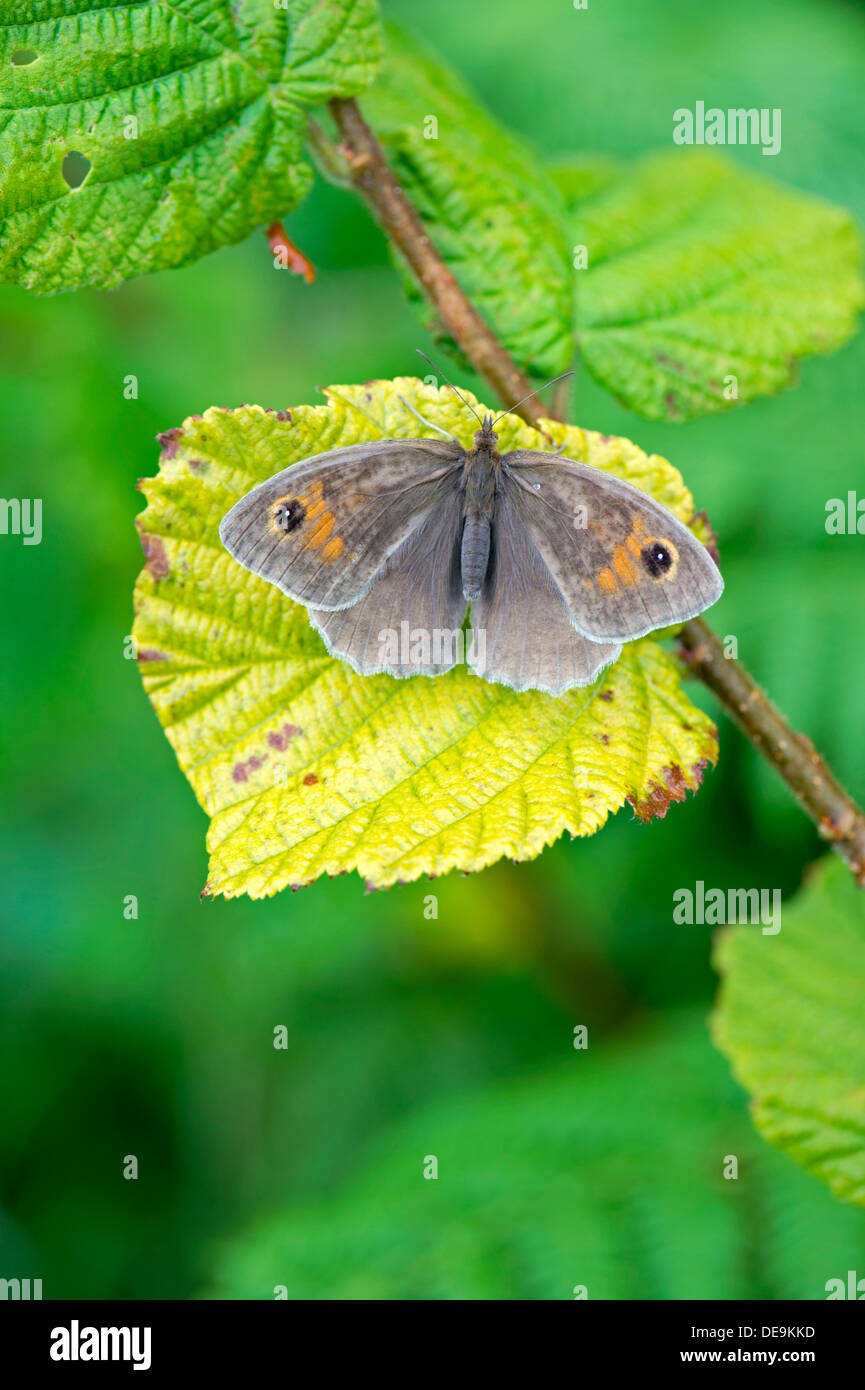 Meadow brown butterfly (Maniola jurtina Stock Photo - Alamy