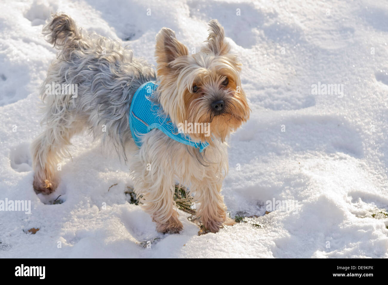 Schnauzer dog plays in snow Stock Photo - Alamy