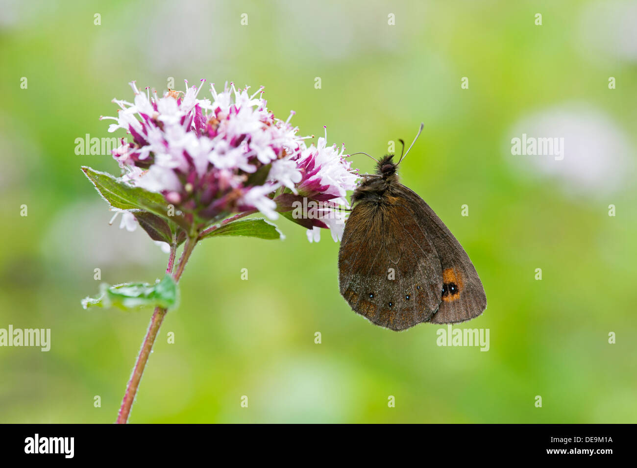 Scotch argus butterfly (Erebia aethiops Stock Photo - Alamy