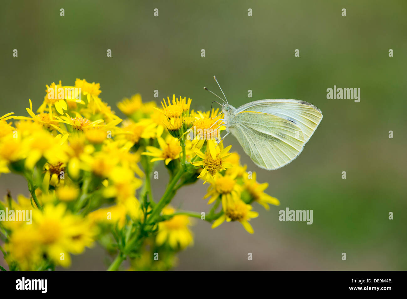 Small white butterfly hi-res stock photography and images - Alamy