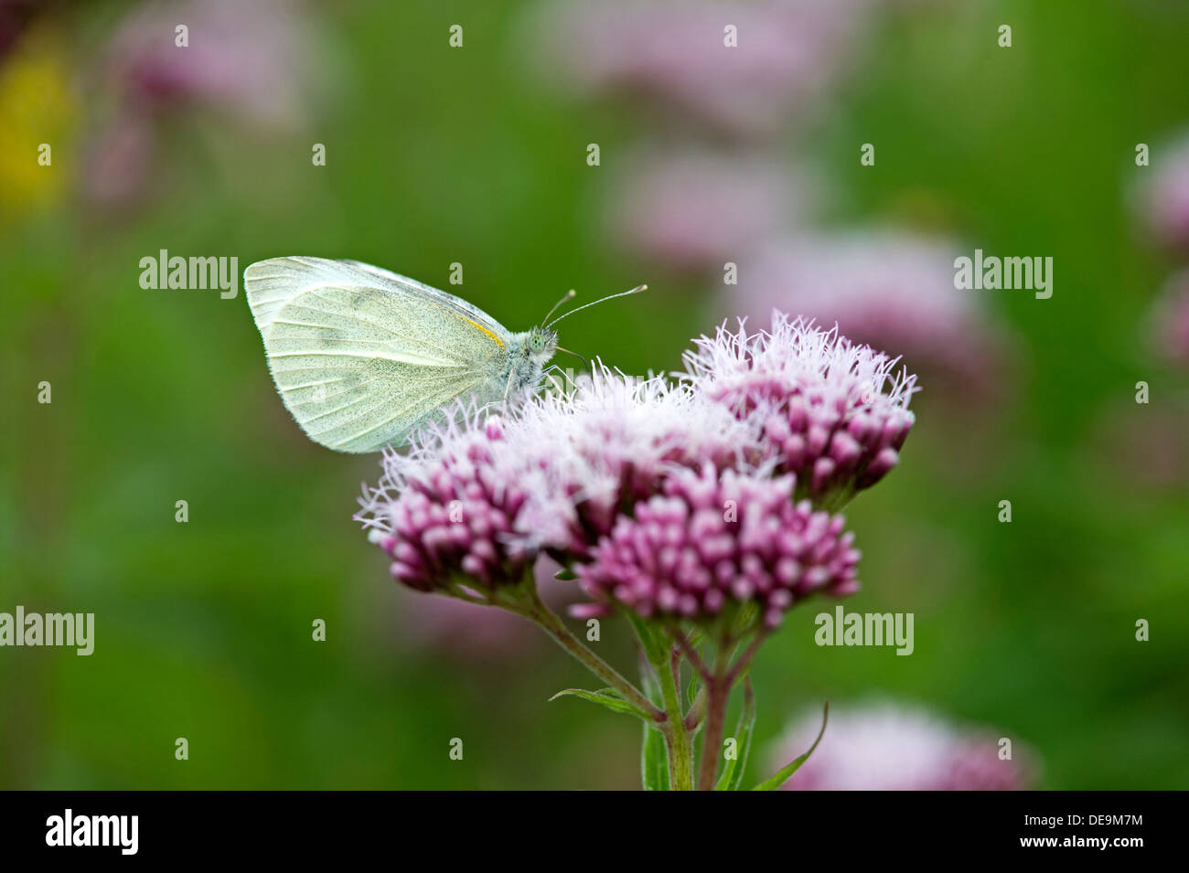 Small grass butterfly hi-res stock photography and images - Alamy