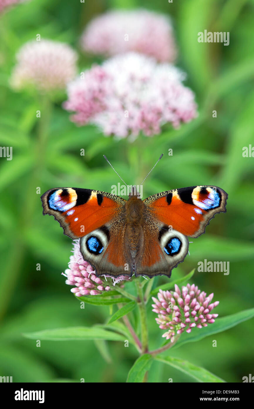 Peacock butterfly (Inachis io) UK Stock Photo - Alamy