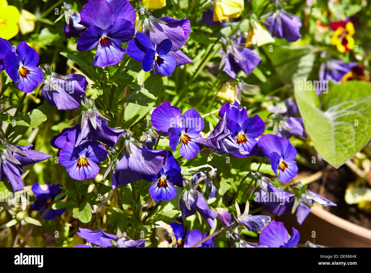 Mixed pansies in bloom in North Yorkshire Garden Stock Photo - Alamy