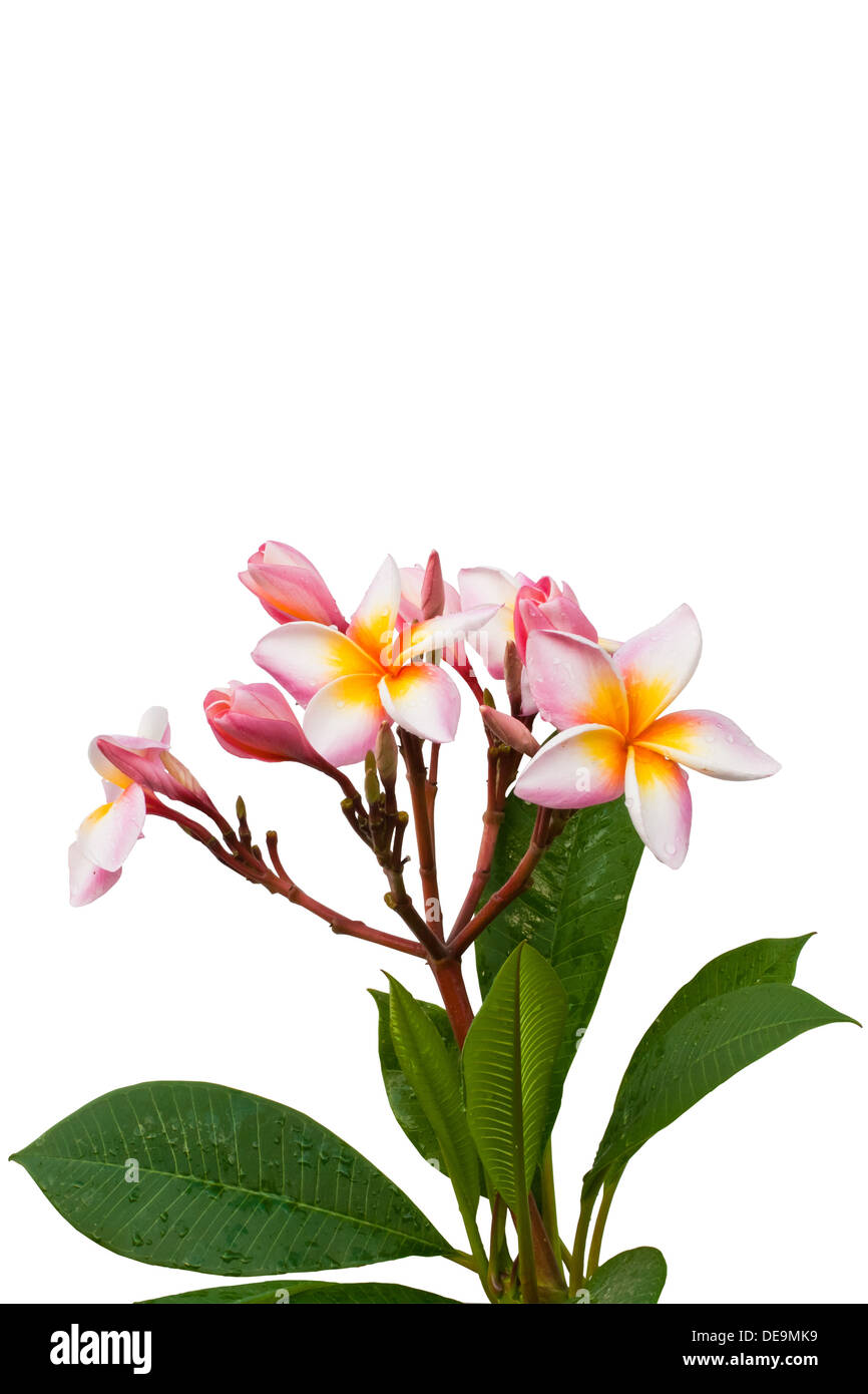 Aloha flower hi-res stock photography and images - Alamy