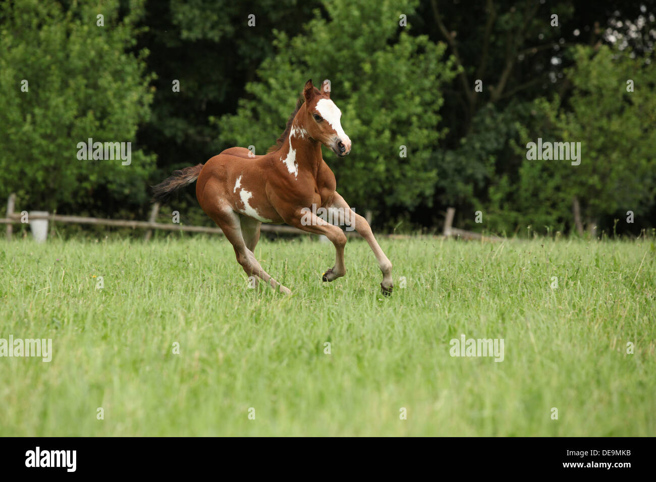 Nice Paint horse filly running on pasturage in summer Stock Photo - Alamy