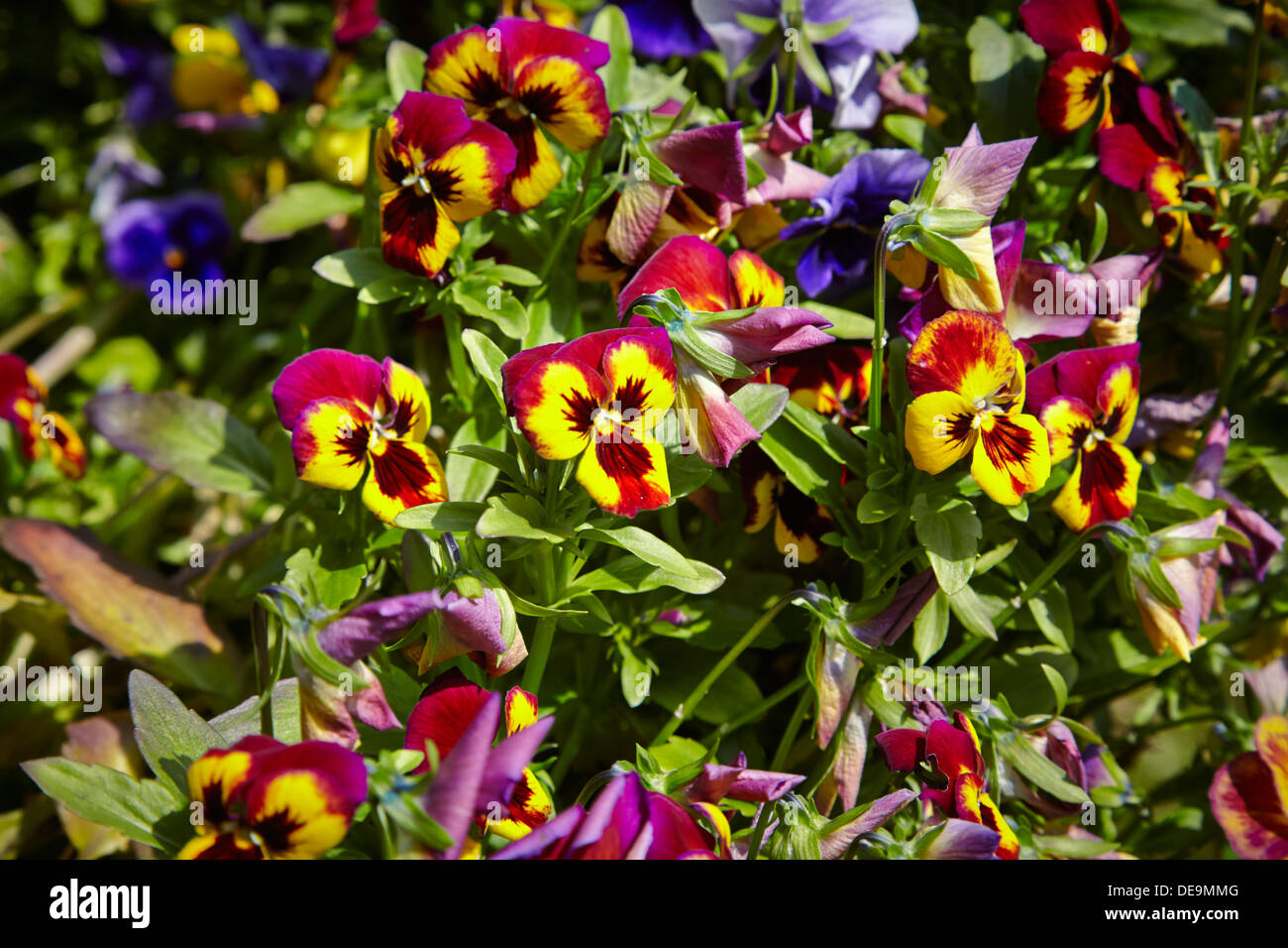 Pansies bloom hi-res stock photography and images - Alamy