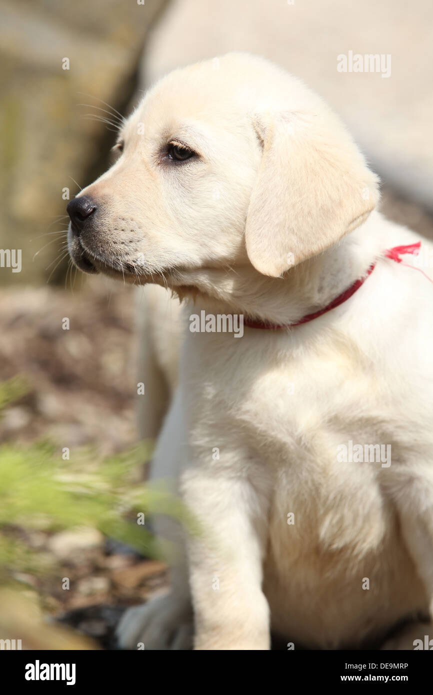 Adorable creme labrador retriever puppy in summer Stock Photo - Alamy