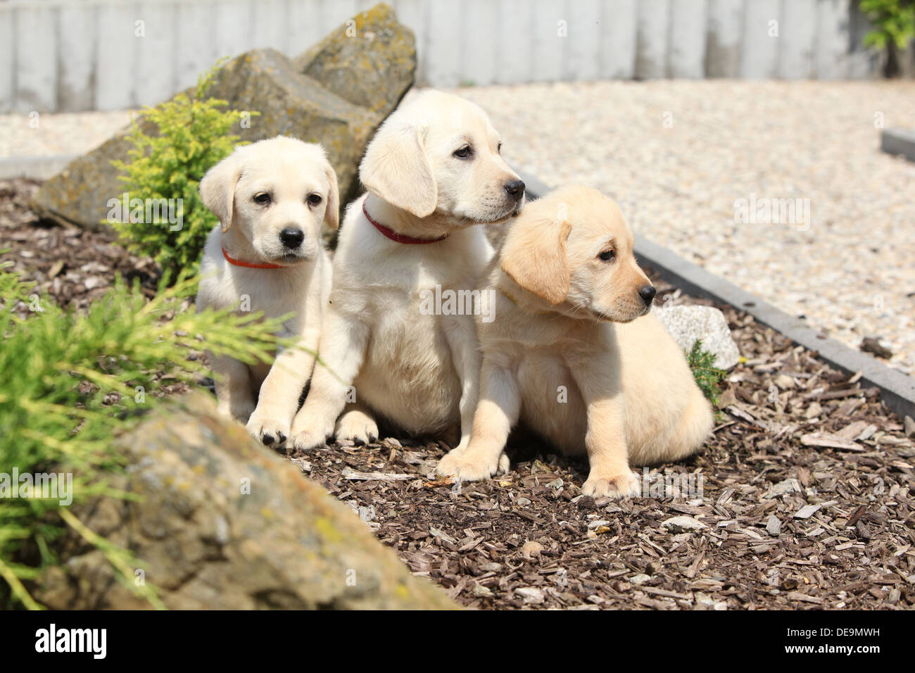 Adorable creme labrador retriever puppies sitting in line Stock Photo ...