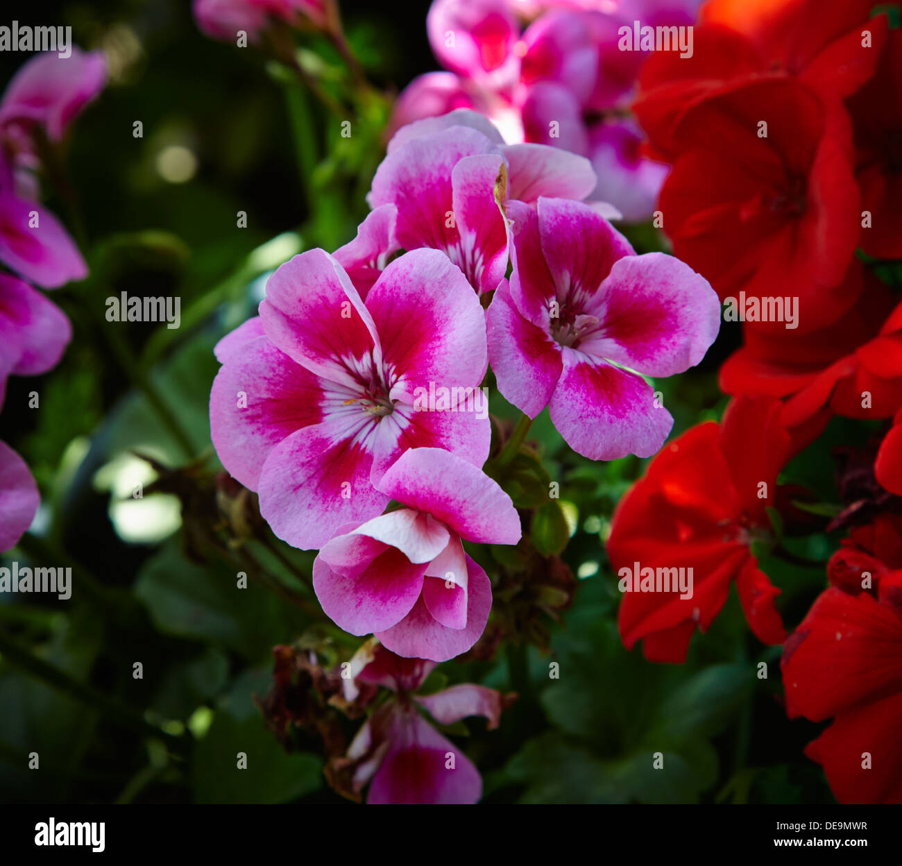 Geranium in bloom hi-res stock photography and images - Alamy