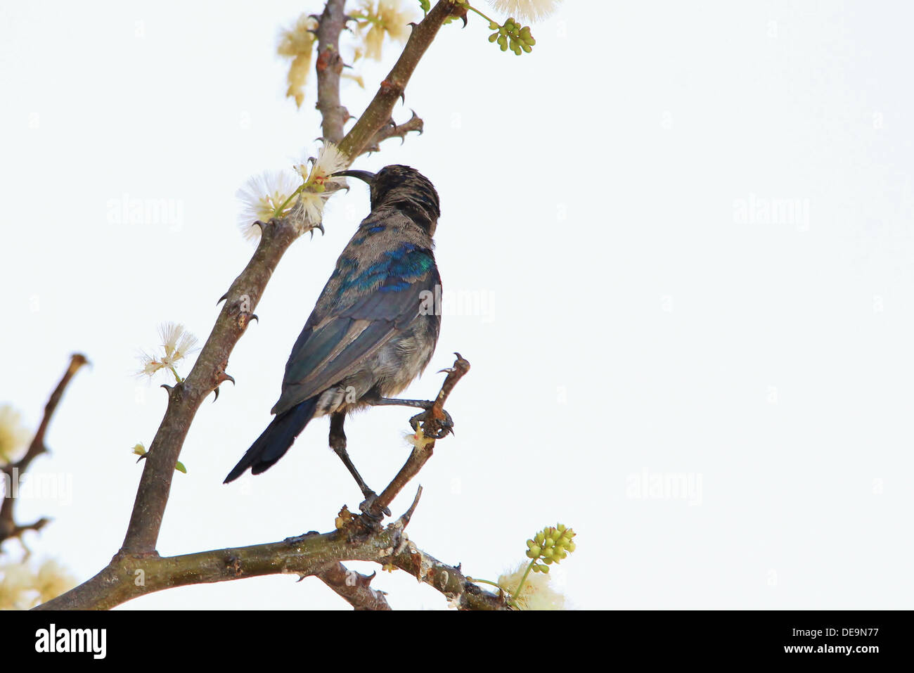 Marico Sun bird - Wild Bird Background from Africa - Color and Beauty ...