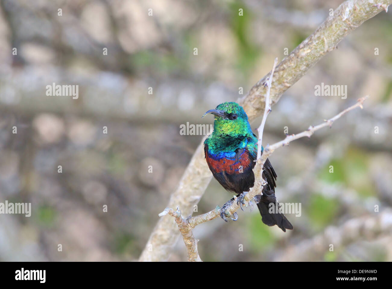 Marico Sun bird - Wild Bird Background from Africa - Color and Beauty ...