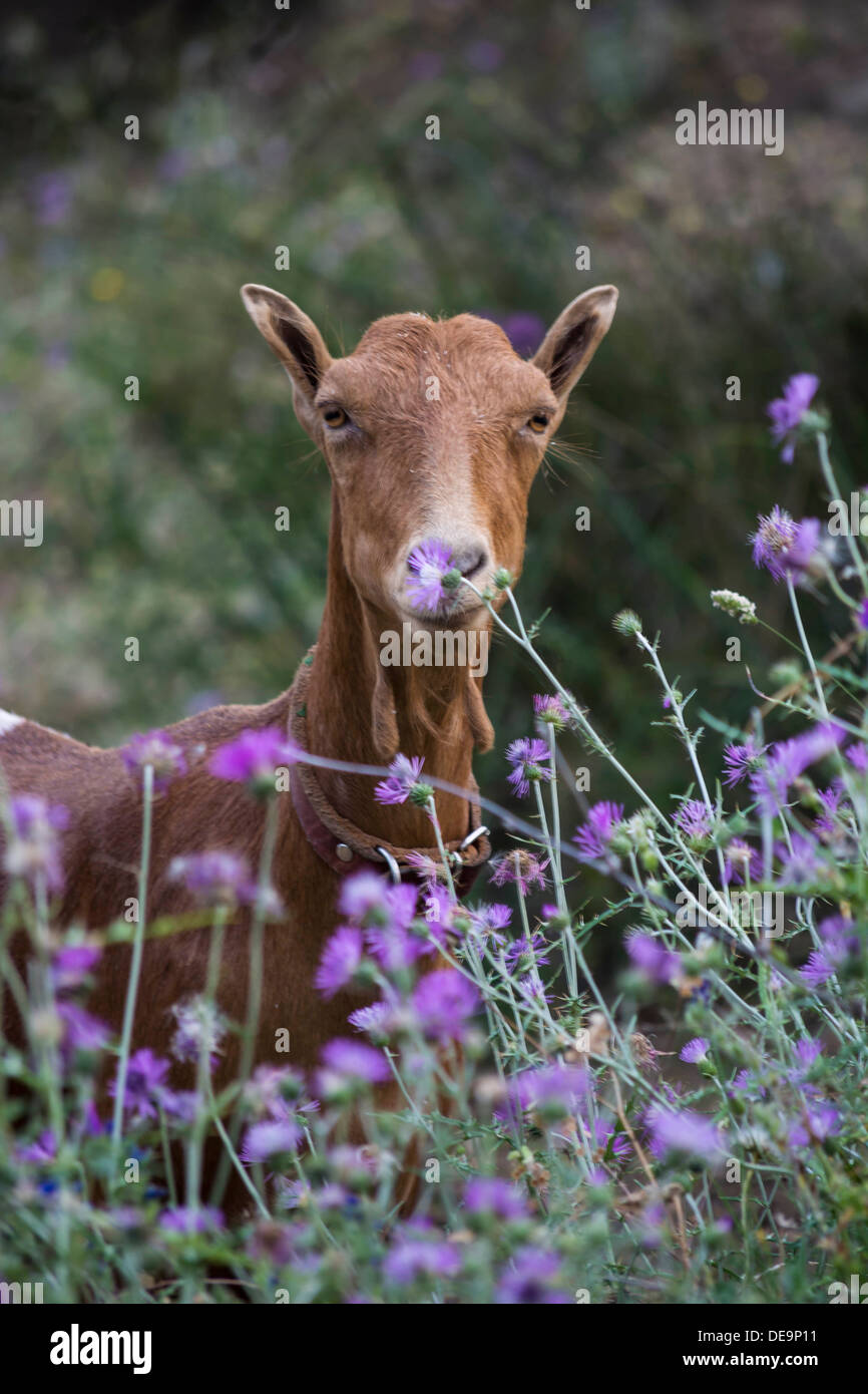 Goats peers curiously over the flowers which he is eating Stock Photo ...