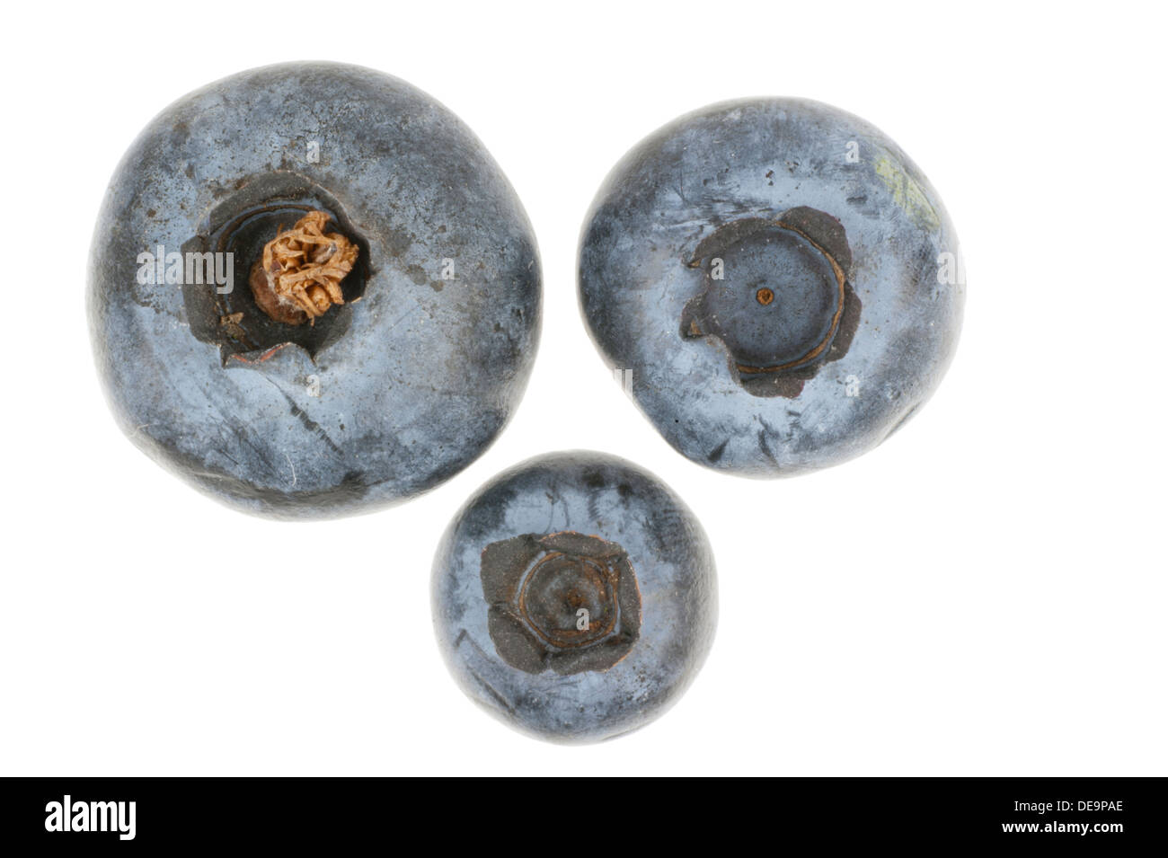Three blueberries in close up and isolated in white background Stock ...