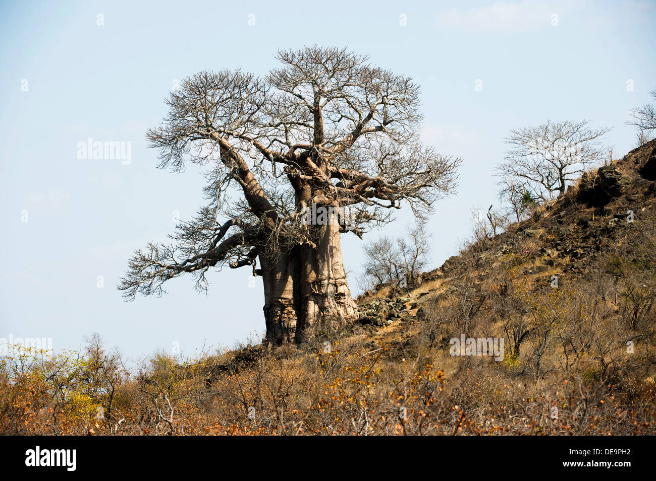 Baobab tree in winter Stock Photo - Alamy