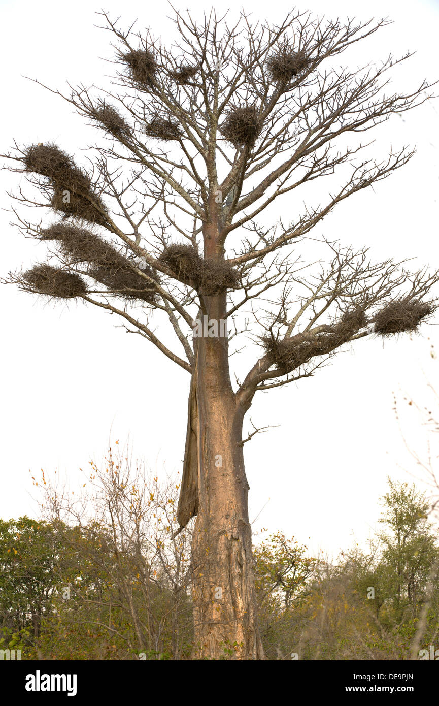 Monkey bread tree hi-res stock photography and images - Alamy