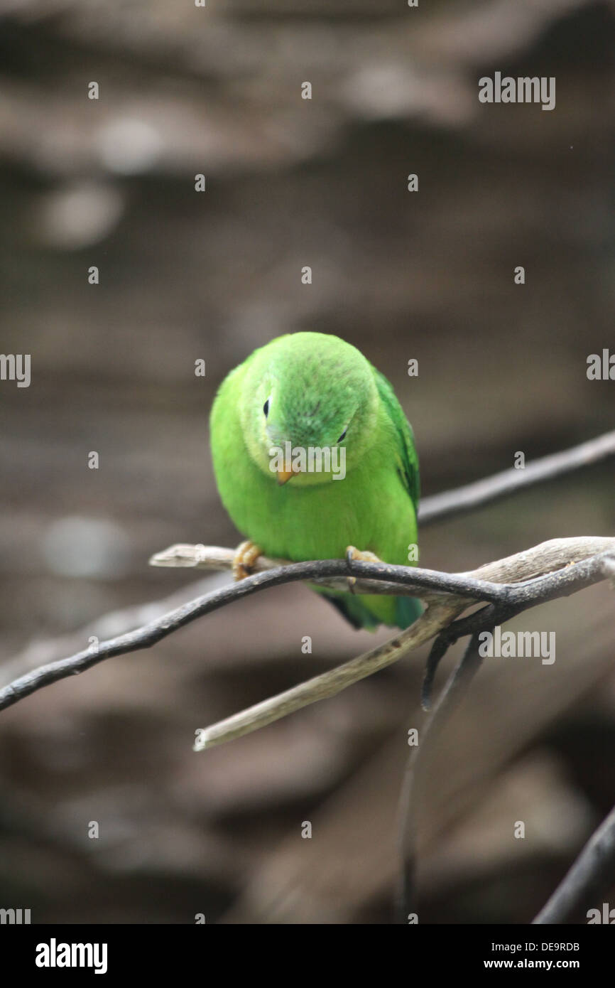 parakeet looking very cute Stock Photo - Alamy