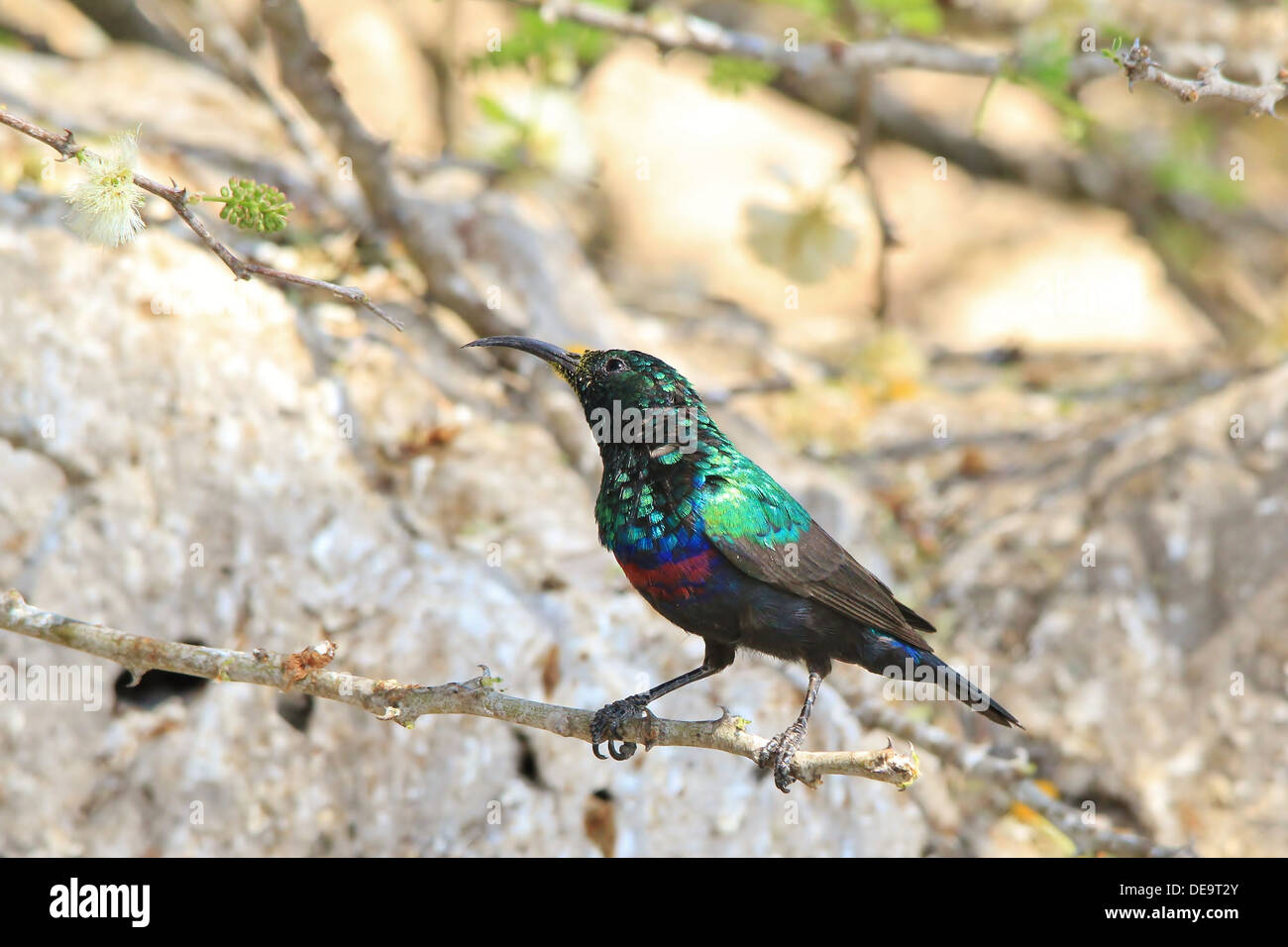 Marico Sun bird - Wild Bird Background from Africa - Color and Beauty ...