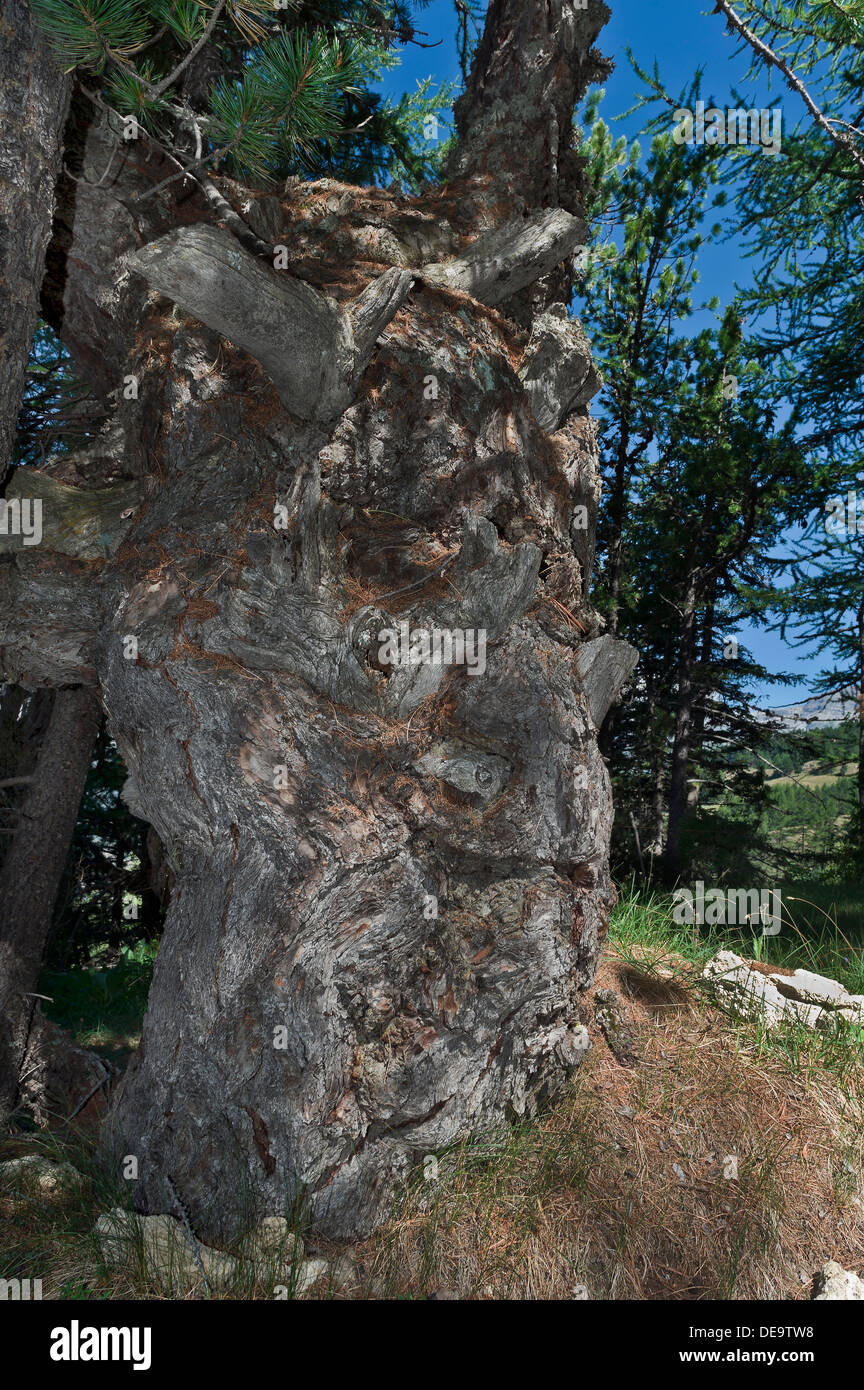 Rotting stump hi-res stock photography and images - Alamy