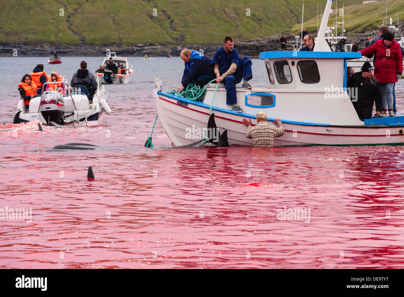 Traditional hunt of pilot whales (Globicephala melas) in Faroe Islands ...
