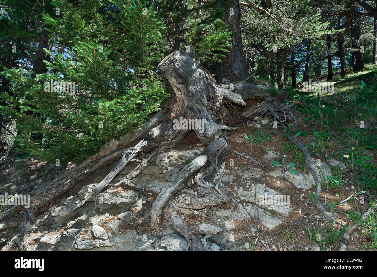 a conifer stump Stock Photo - Alamy
