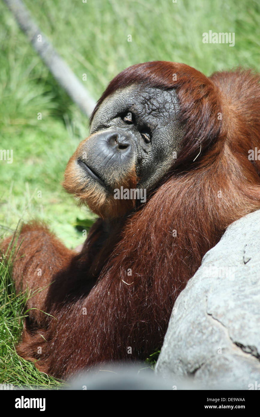 A Orangutan looking backwards Stock Photo - Alamy