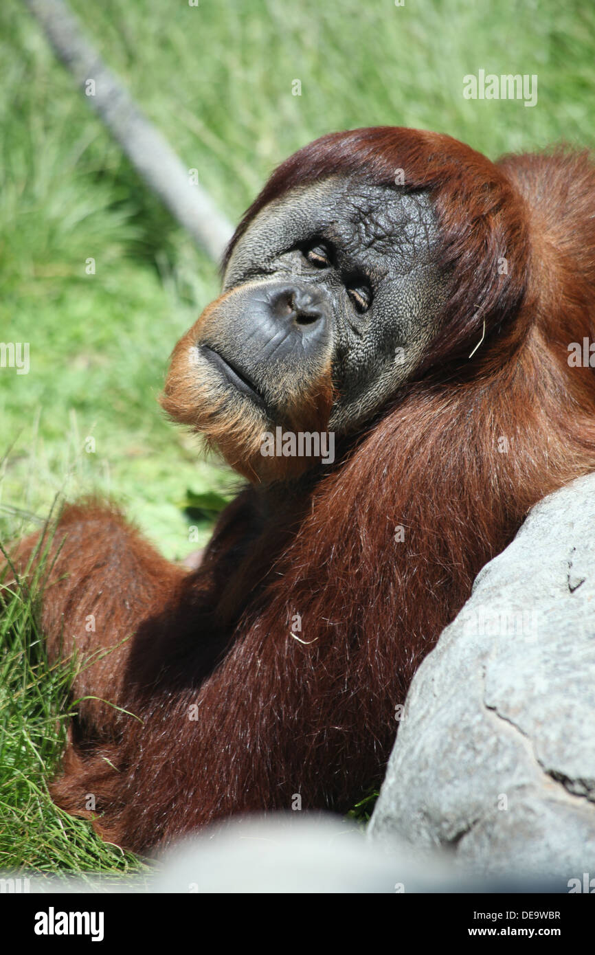 A Orangutan looking backwards Stock Photo - Alamy