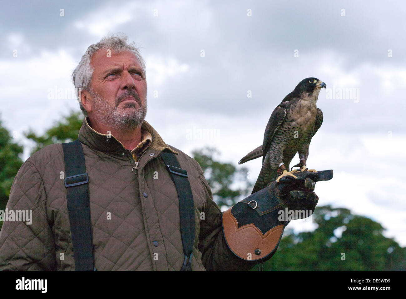 A falconer demonstrating a peregrine falcoln at the Lakeland Bird of ...