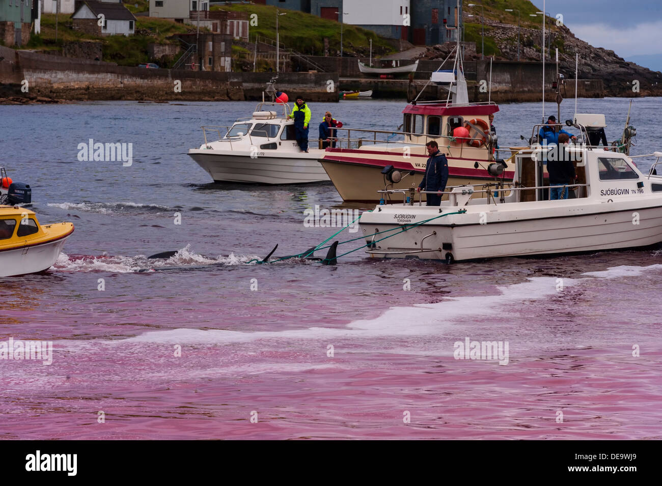 Traditional hunt of pilot whales (Globicephala melas) in Faroe Islands ...