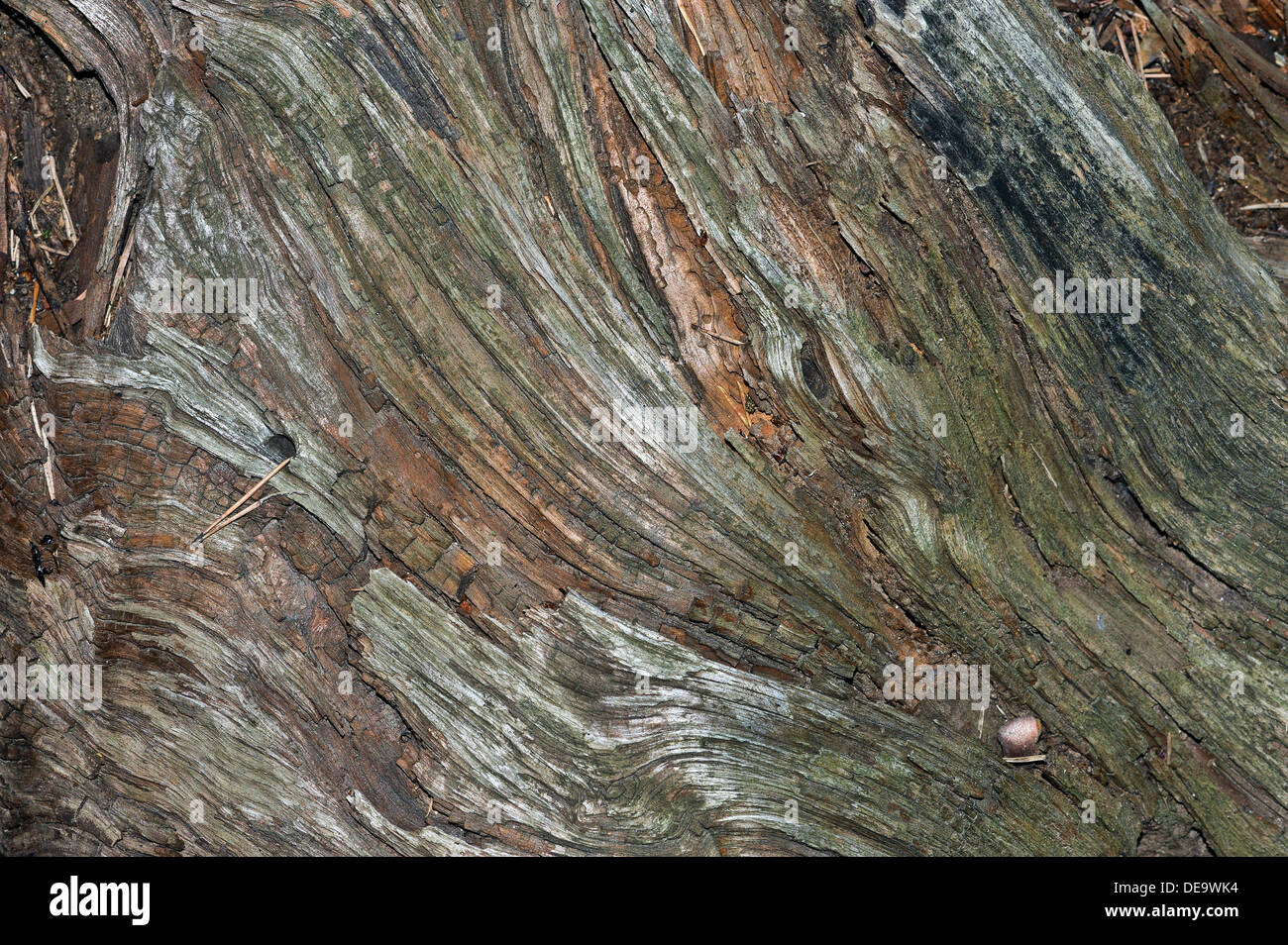 Detail of a rotting trunk Stock Photo - Alamy