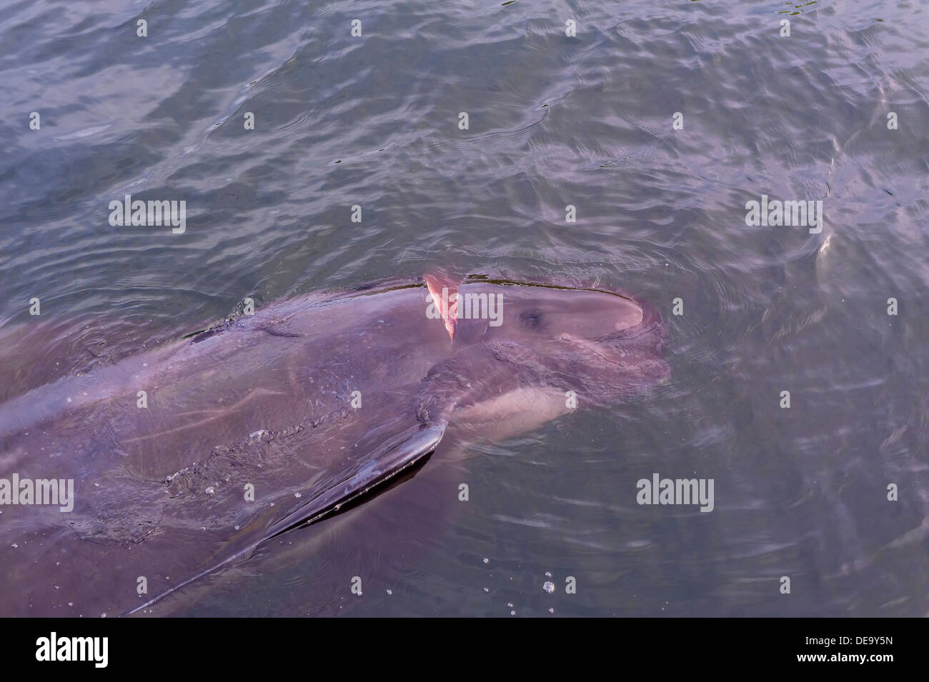 Traditional hunt of pilot whales (Globicephala melas) in Faroe Islands ...