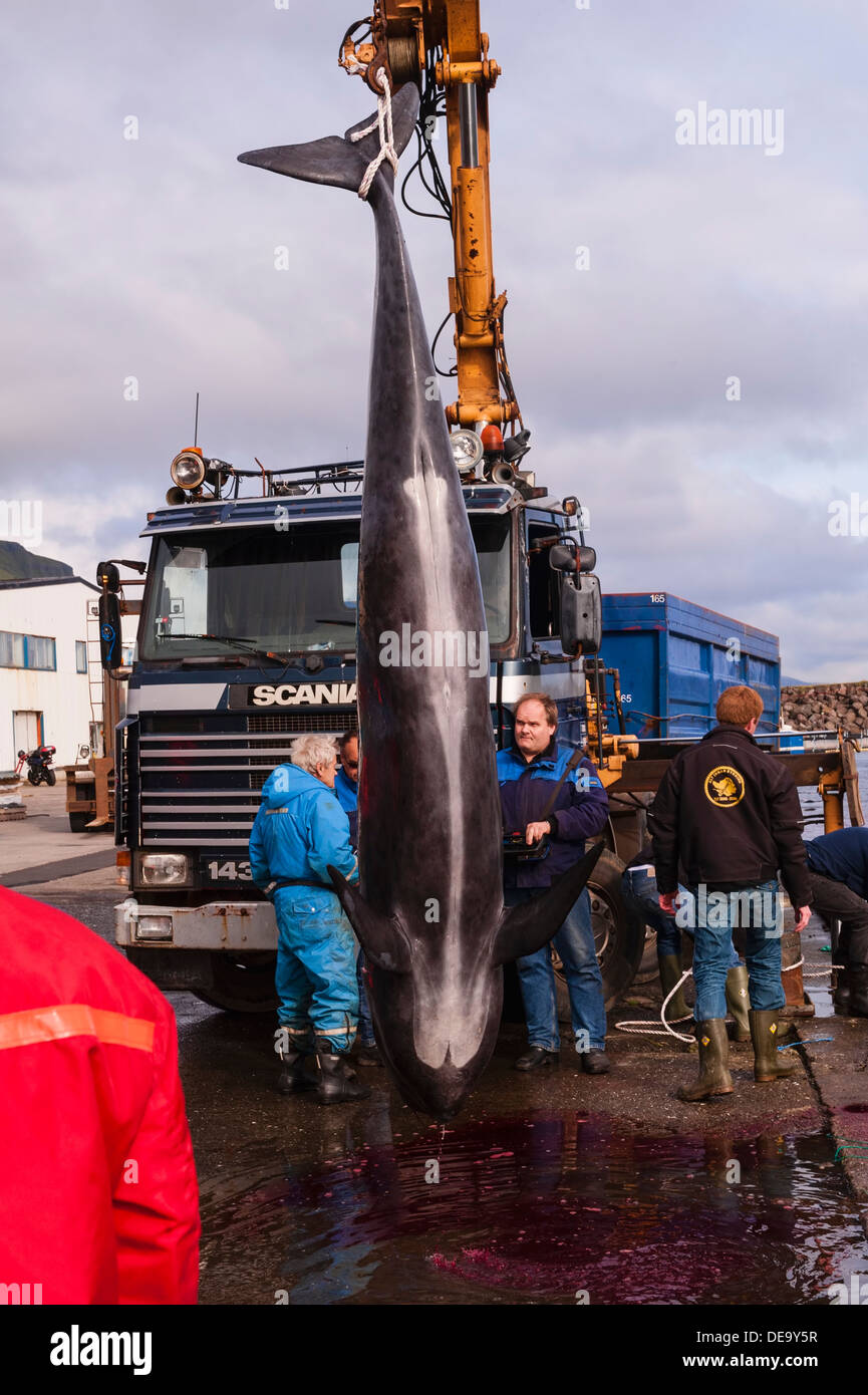 Traditional hunt of pilot whales (Globicephala melas) in Faroe Islands ...