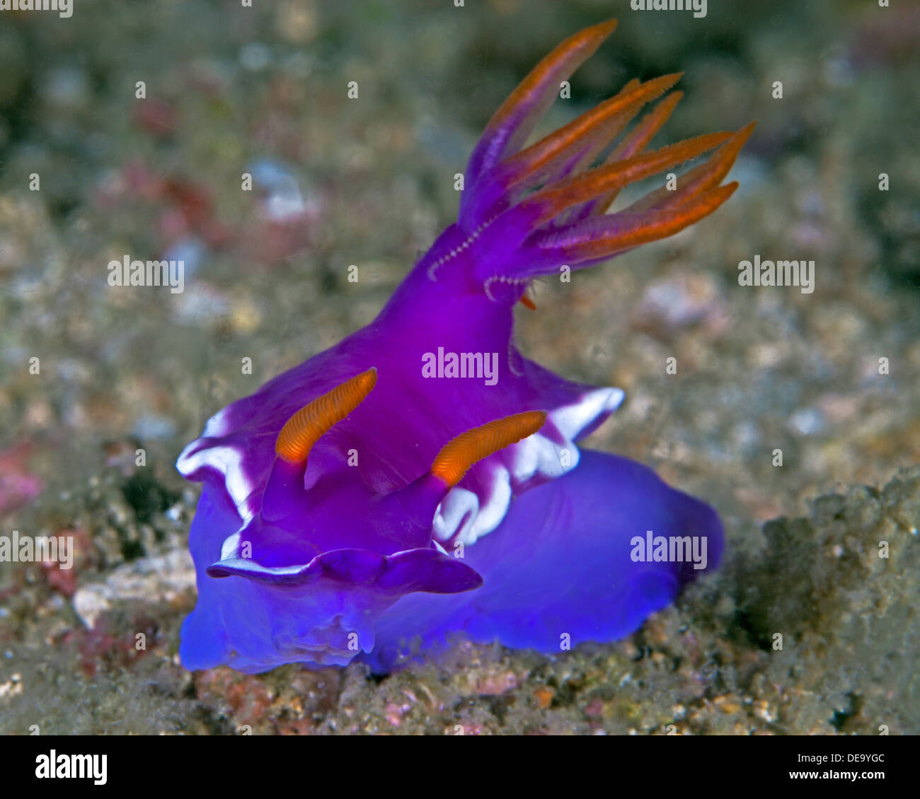 Purple sea slug hypselodoris apolegma hi-res stock photography and ...