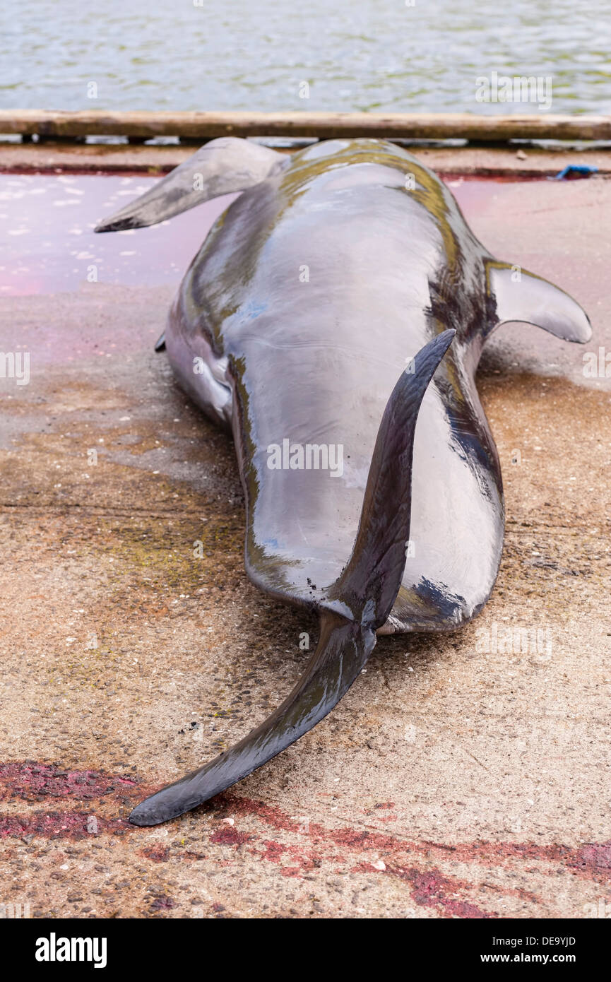 Traditional hunt of pilot whales (Globicephala melas) in Faroe Islands ...