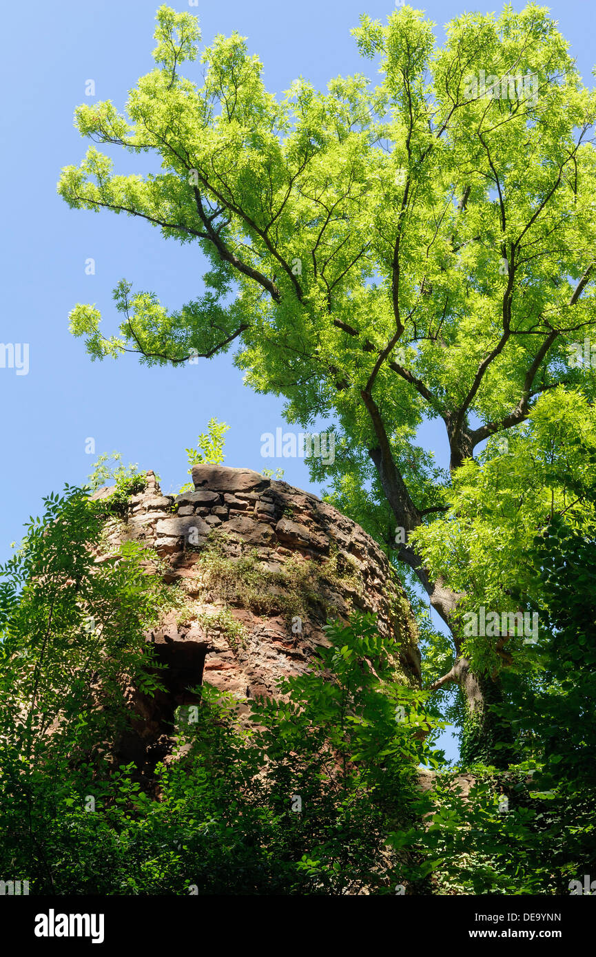 Klingenberg castle hi-res stock photography and images - Alamy