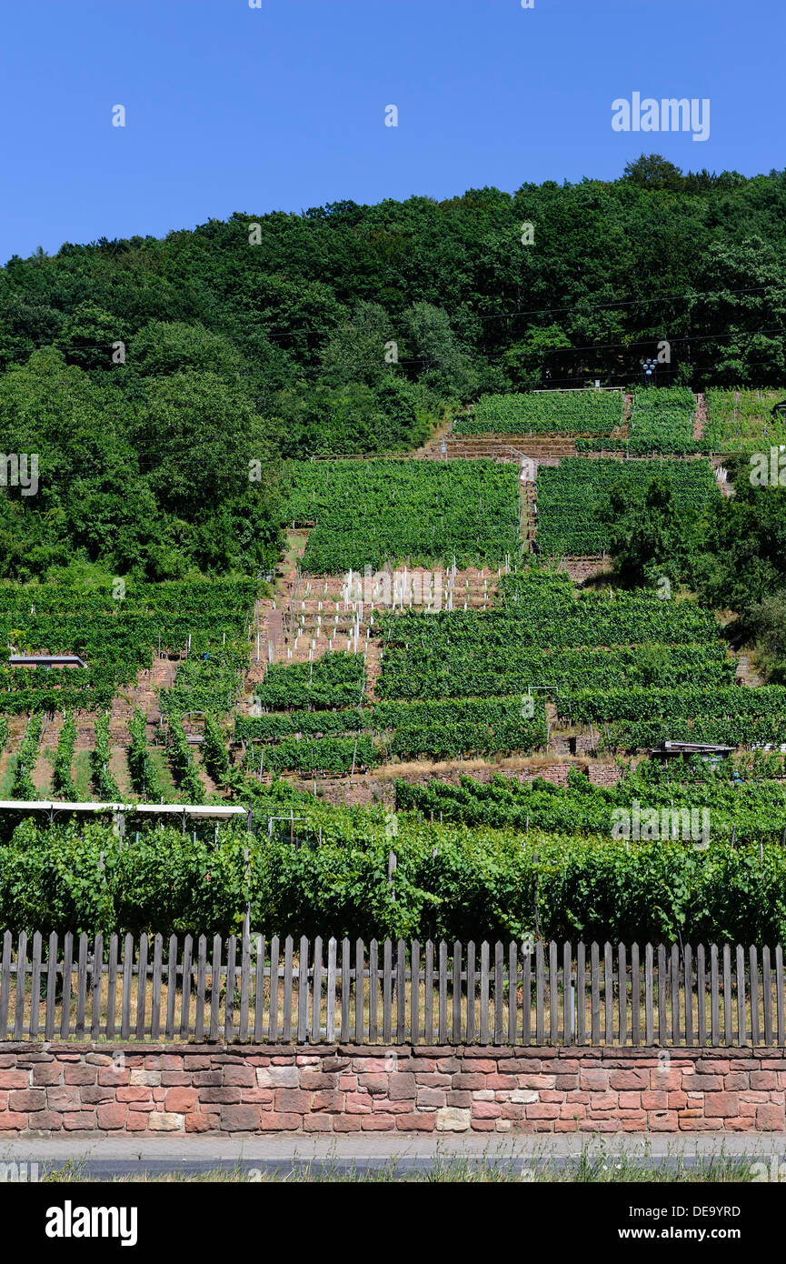 Vineyards on the main hi-res stock photography and images - Alamy