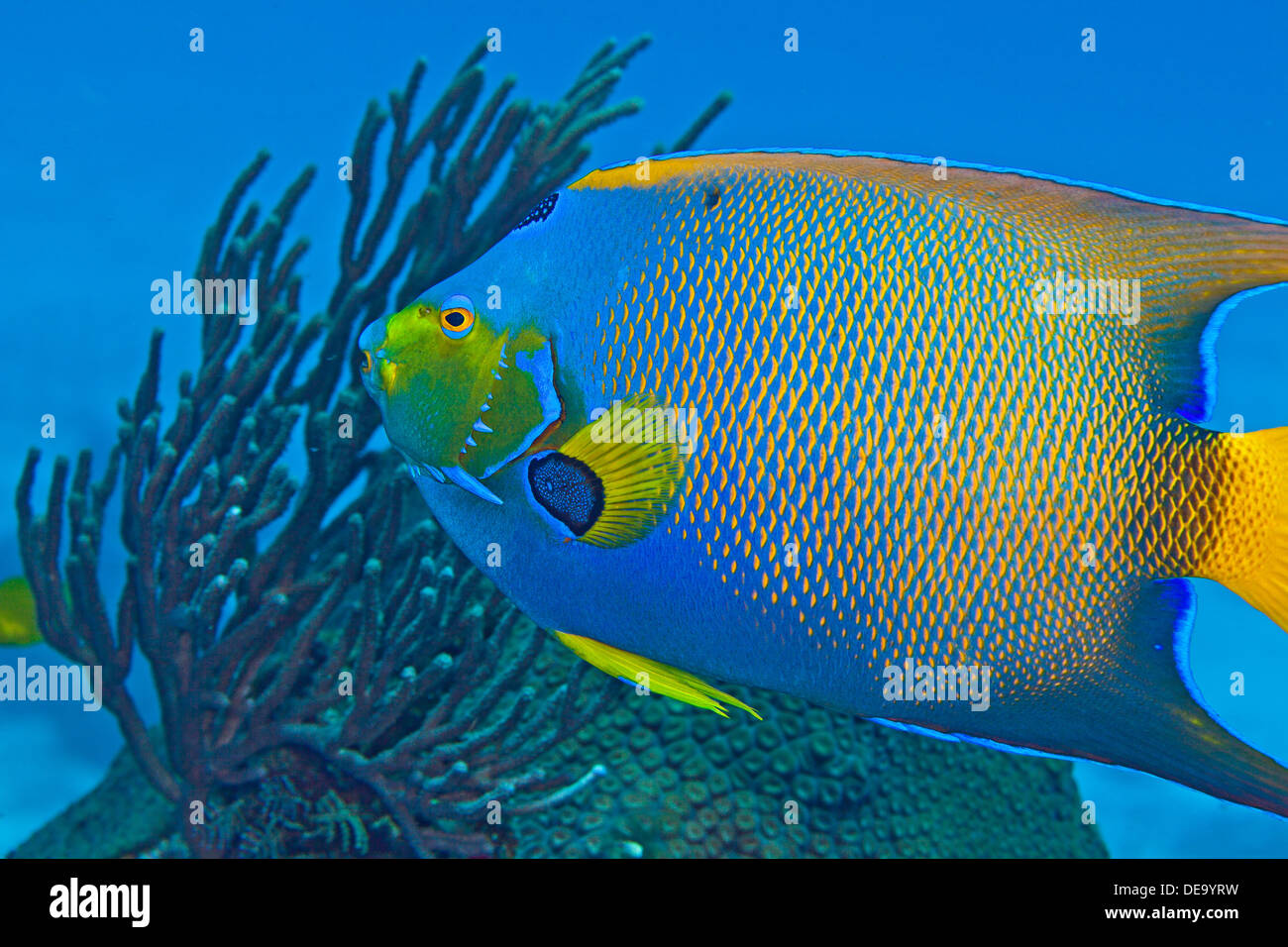 Large queen angelfish in profile with coral reef and blue water ...
