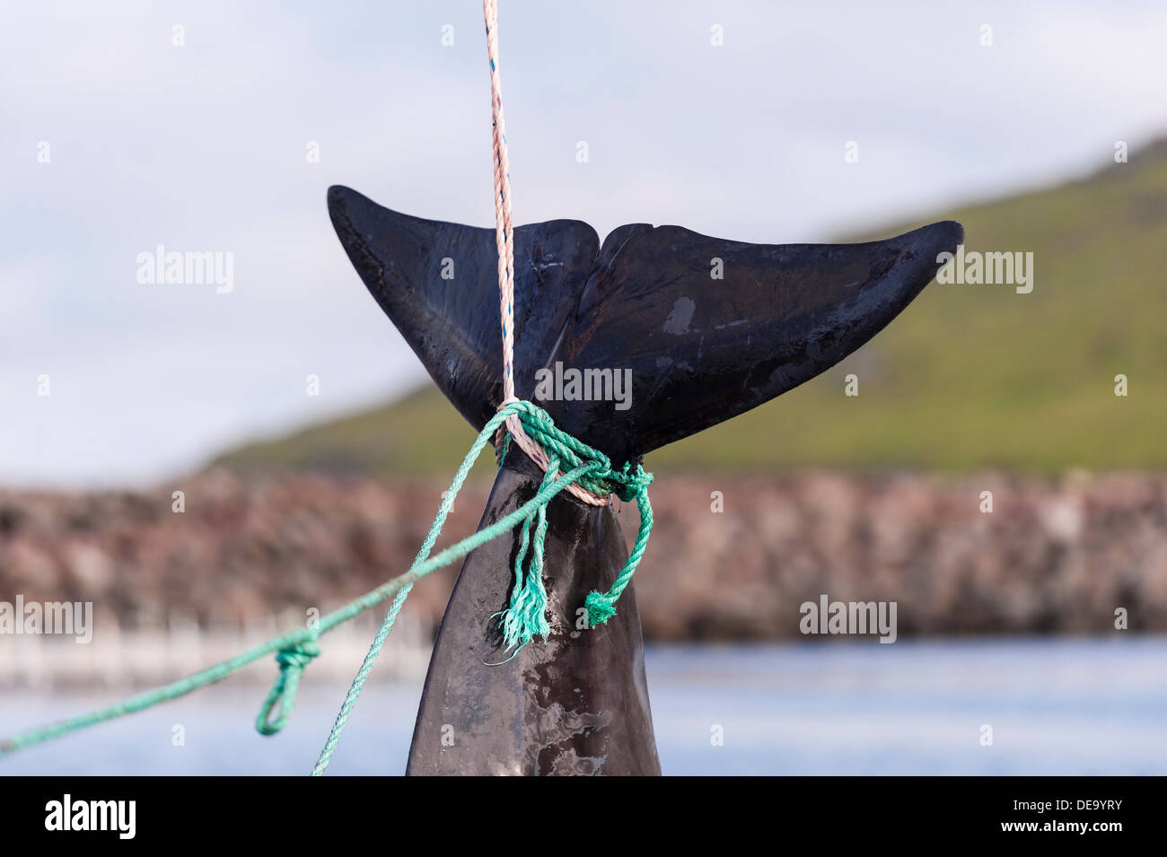 Traditional hunt of pilot whales (Globicephala melas) in Faroe Islands ...