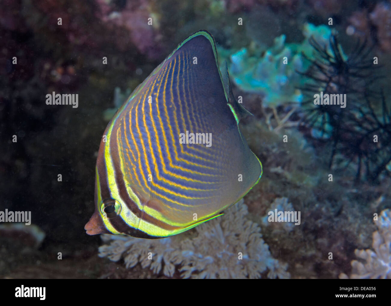 Triangle butterflyfish, Chaetodon triangulum Stock Photo - Alamy