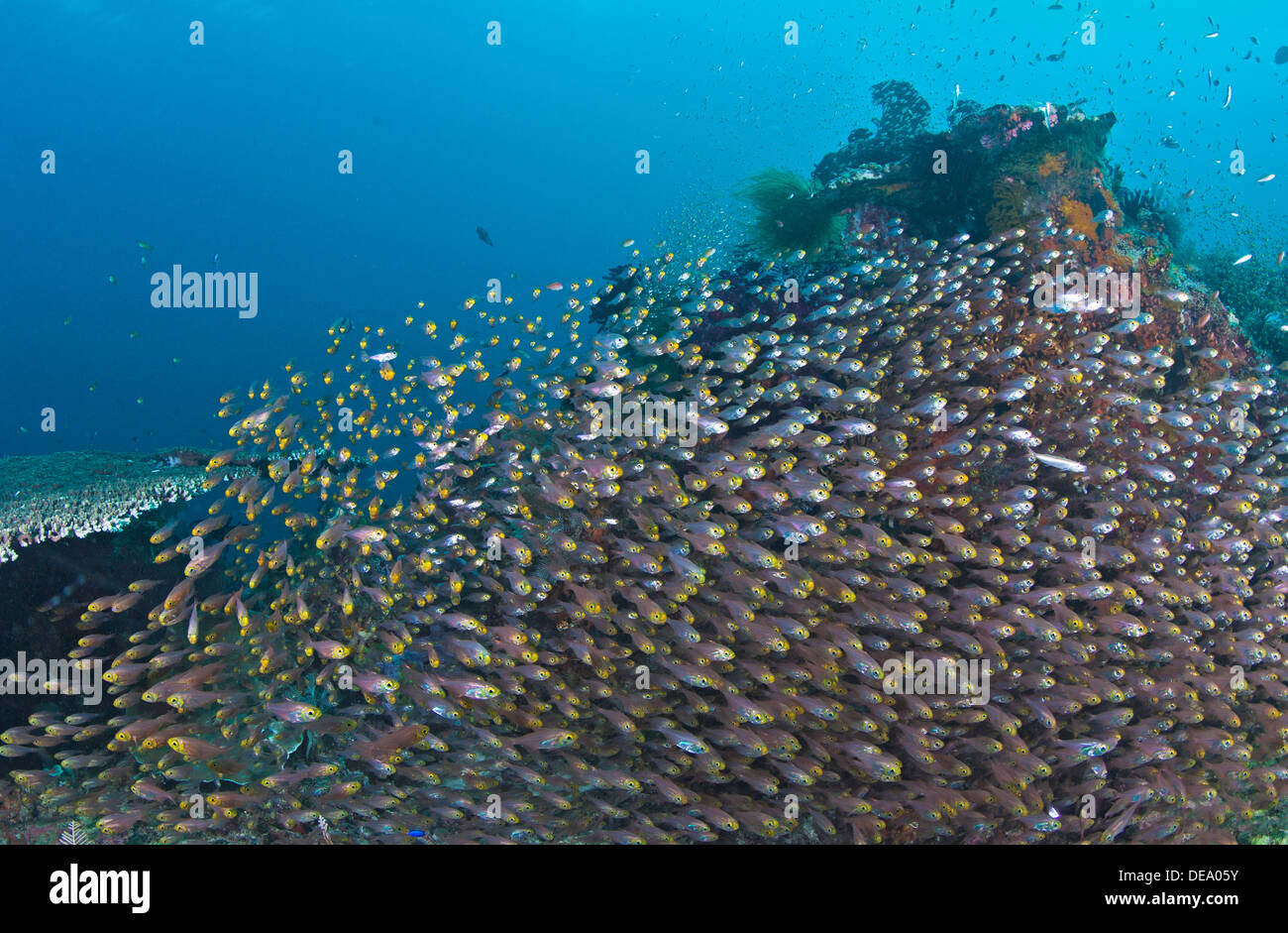 Glassfish hi-res stock photography and images - Alamy