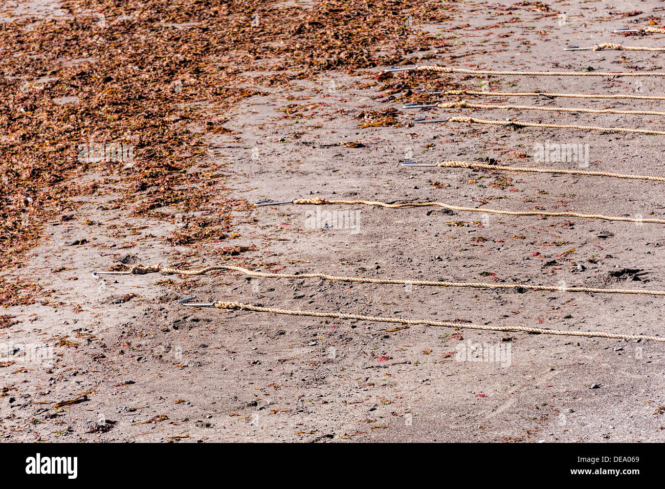 Blunt tail hi-res stock photography and images - Alamy