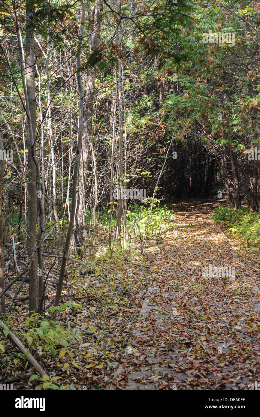 Tree Lined Path on Boardwalk Trail Covered with Fallen Leaves Entering ...