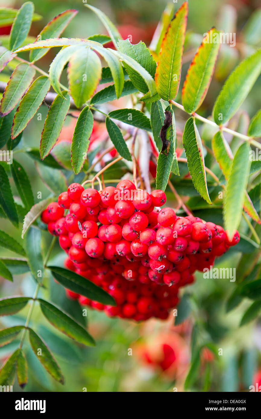 Rowan trees bird hi-res stock photography and images - Alamy